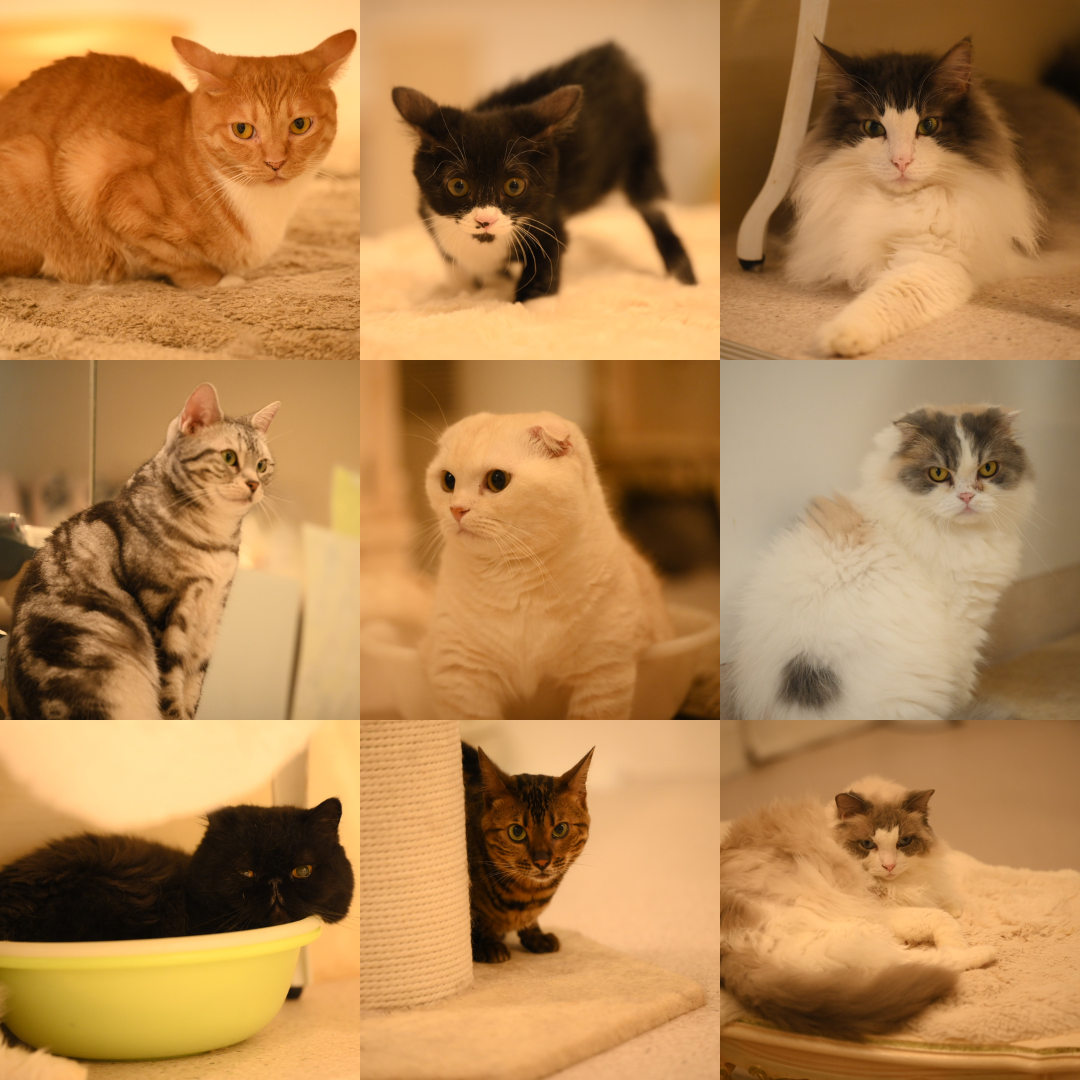 Cat Mon 美cafe【公式】